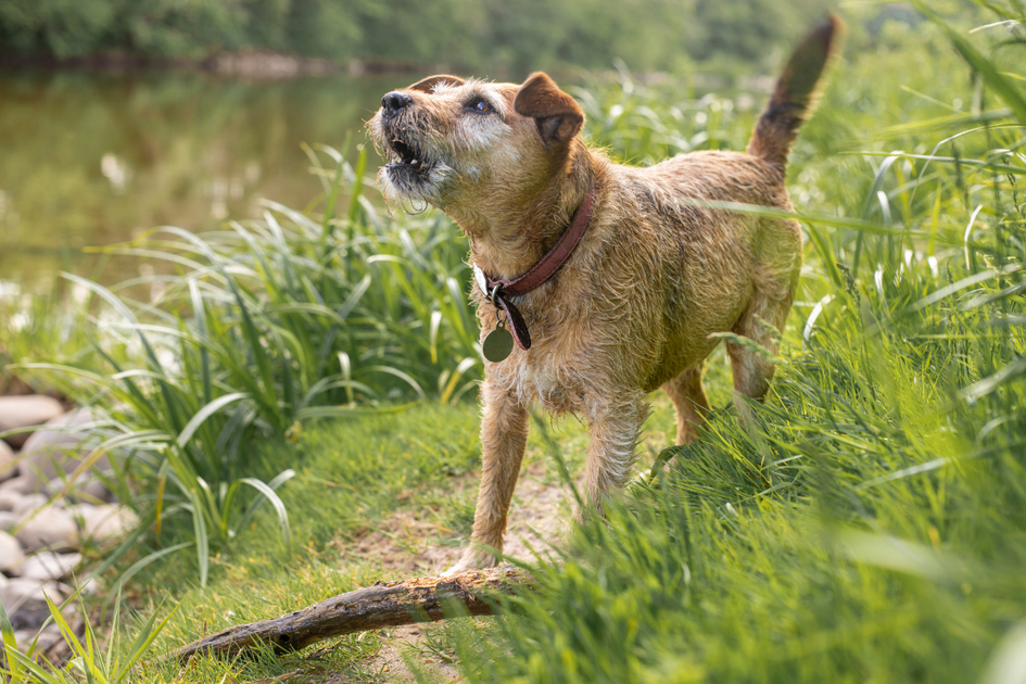 Reactive Dog: Your Dog Is Not Aggressive, Your Pup Needs Reactivity Dog ...